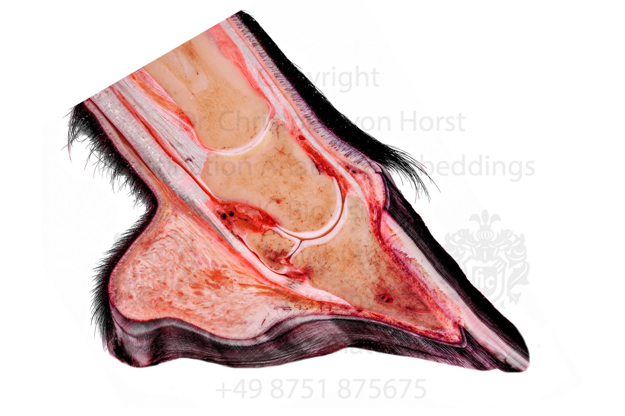 Equine distal limb anatomy print - Plastination shop