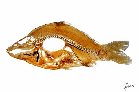 Carp fish anatomy specimen print - Plastination Anatomy Embedding