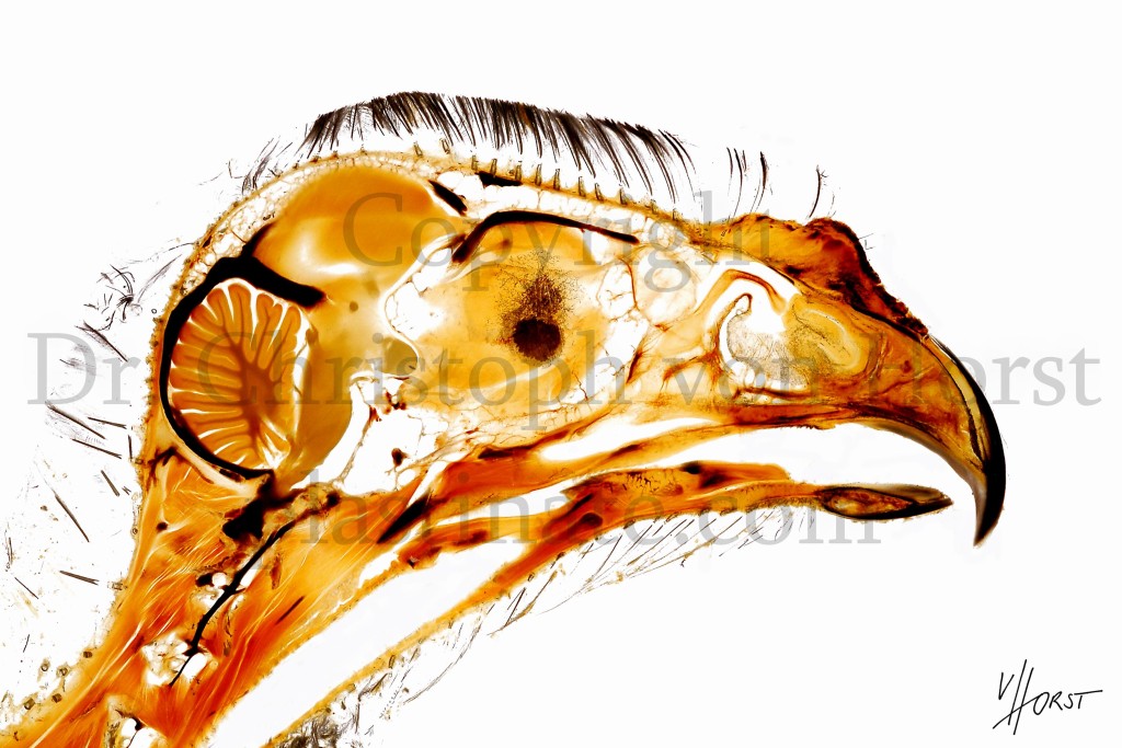 Falcon head bird anatomy print - Plastination Anatomy Embedding