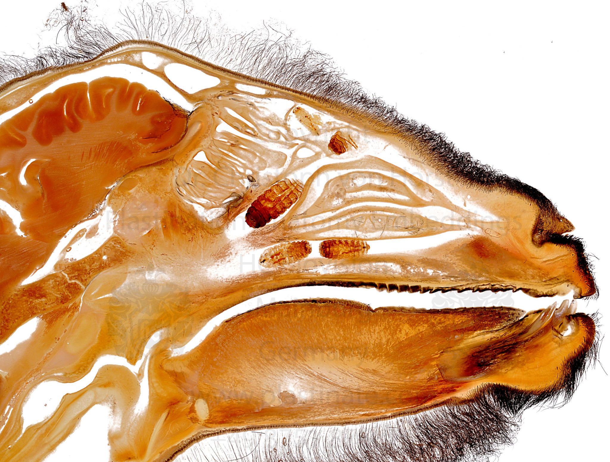 Sheep head with Oestrinae larvae - Plastination shop