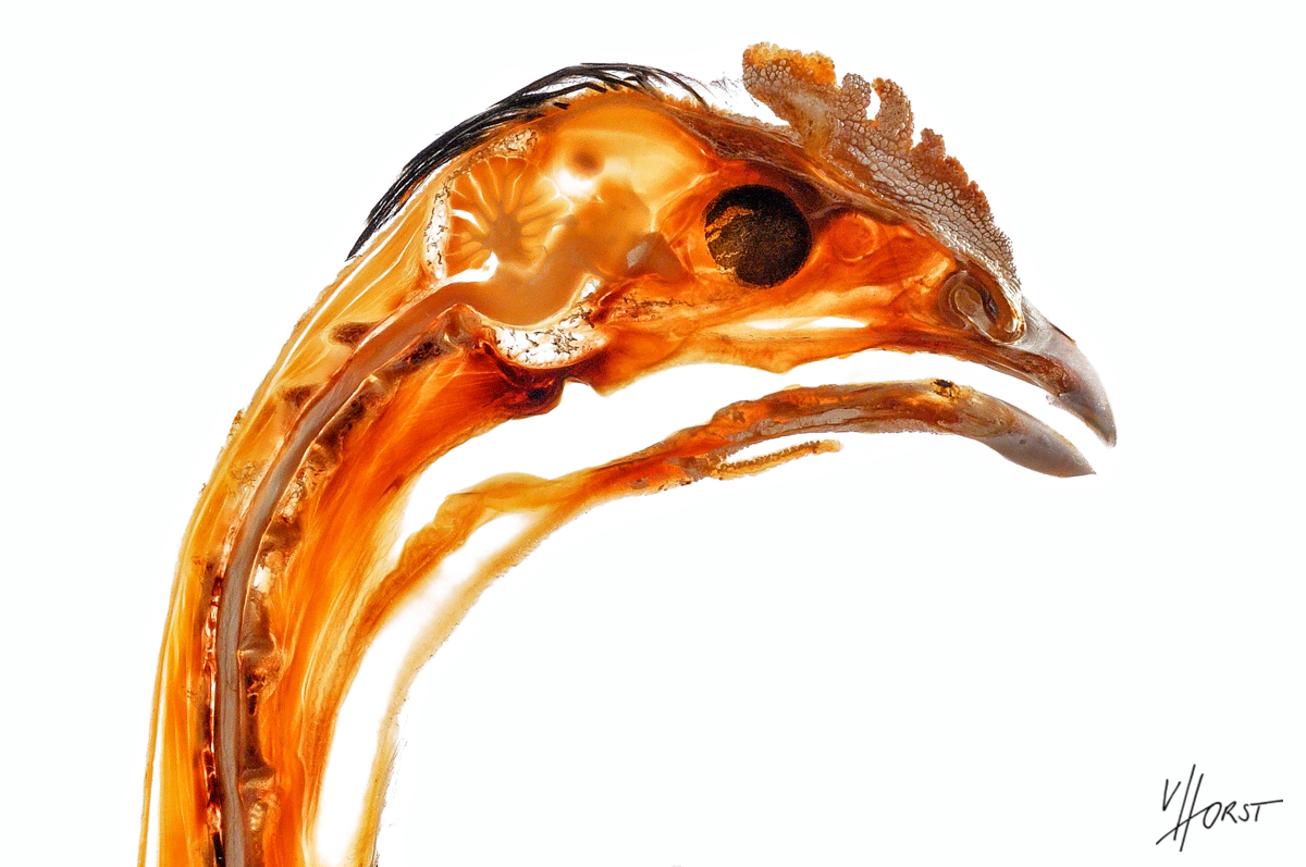 Chicken head sectional anatomy print - Plastination Anatomy Embedding