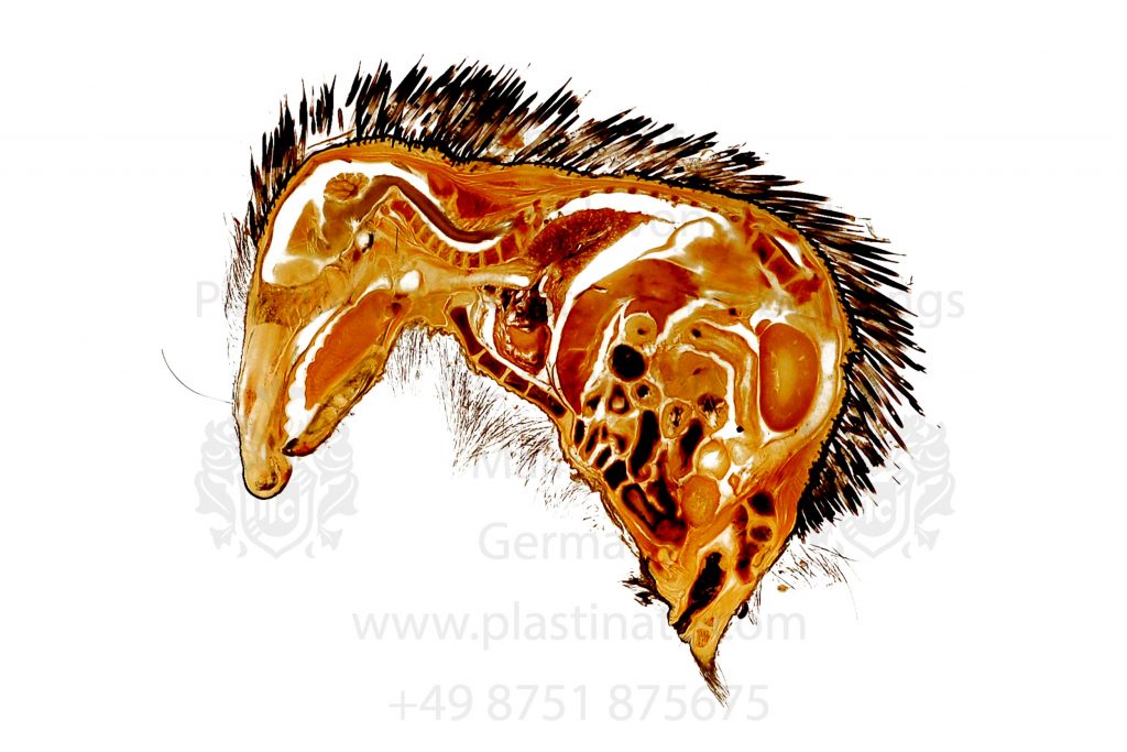 Hedgehog anatomy and morphology - Plastination shop