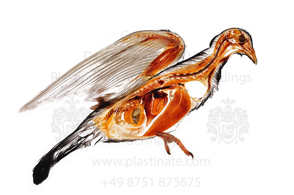 Pigeon bird anatomy - Plastination shop