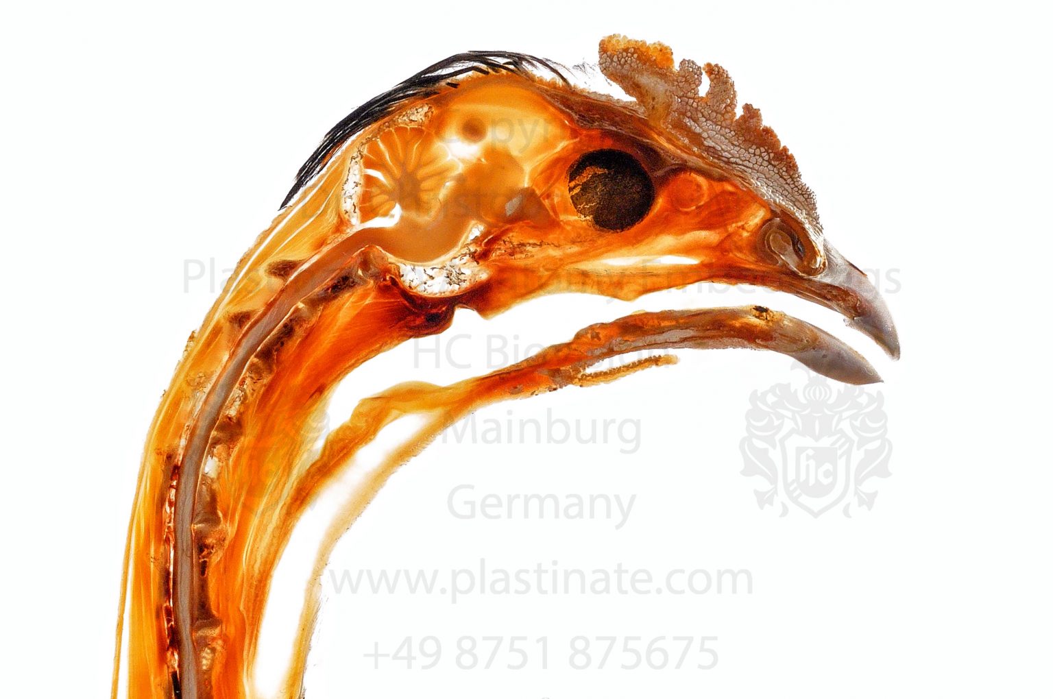 Chicken head sectional anatomy - Plastination shop