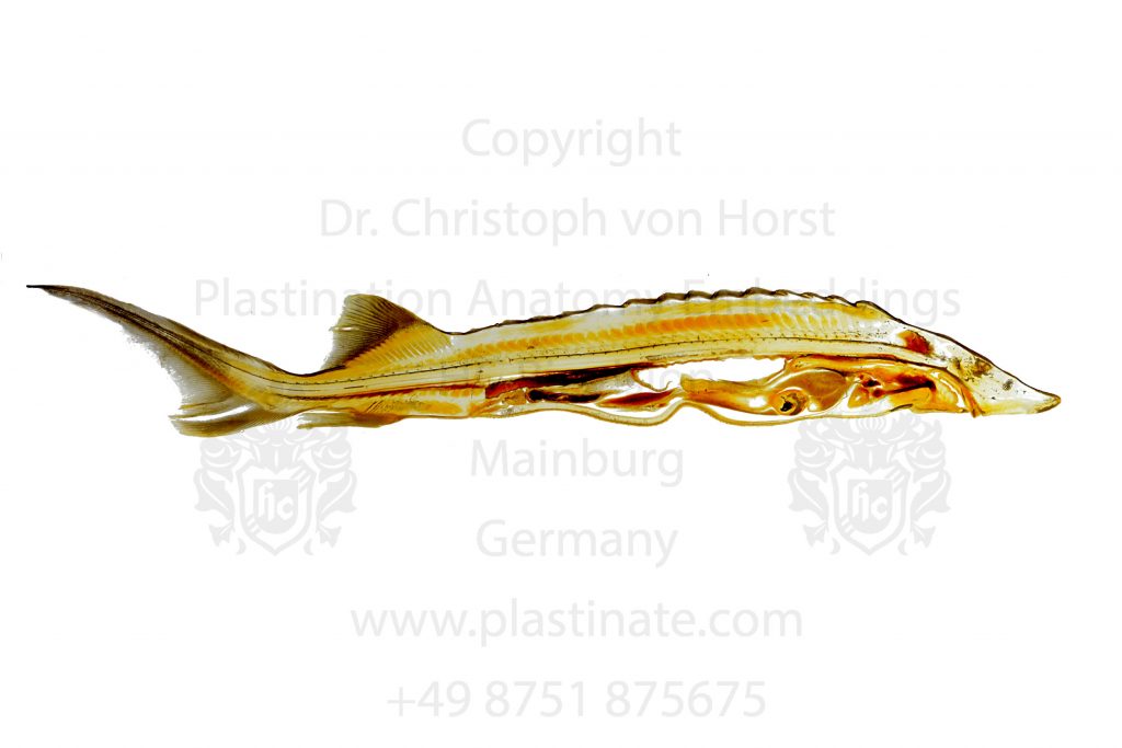 Sturgeon section anatomy print - Plastination shop