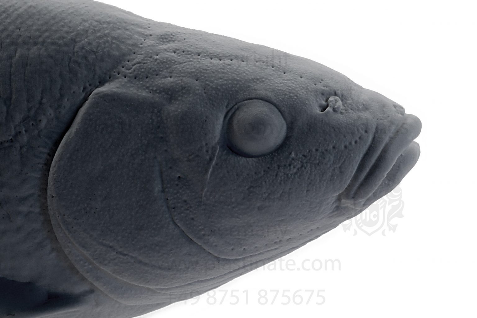 Tench lateral organ print - Plastination shop