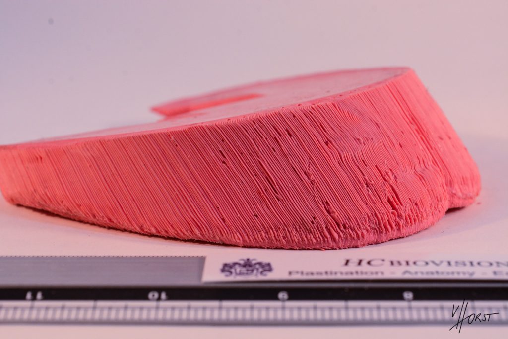 Schnittanatomie Huf Plastinat Moulage - Plastination Shop