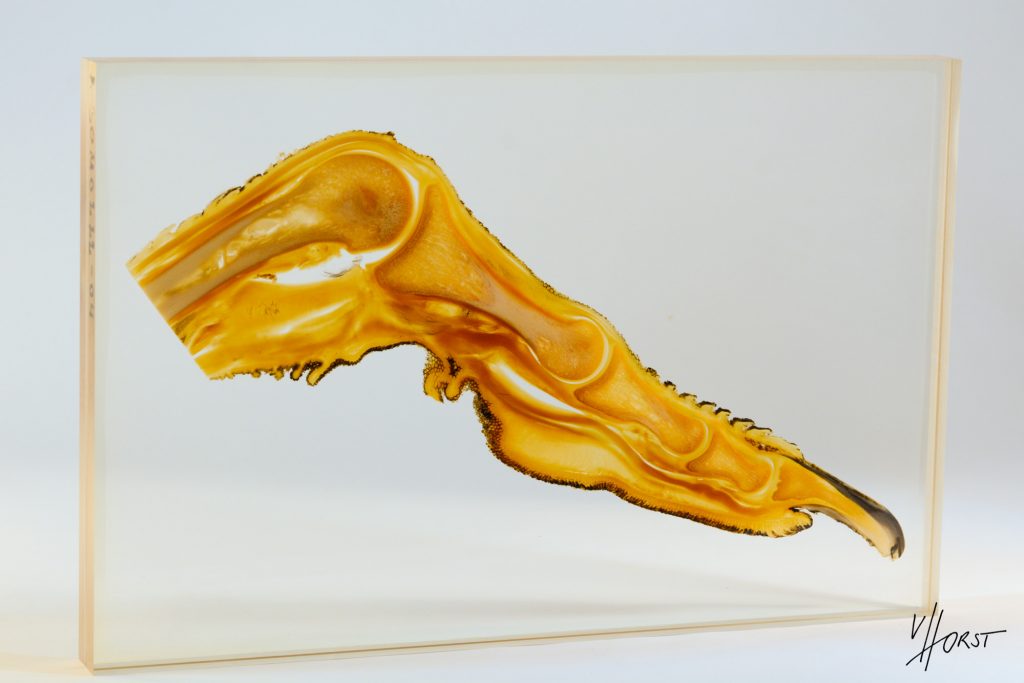 Ostrich foot bird anatomy - Plastination shop