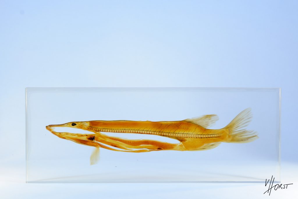 Fish sectional anatomy plastinate - Plastination Anatomy Embedding