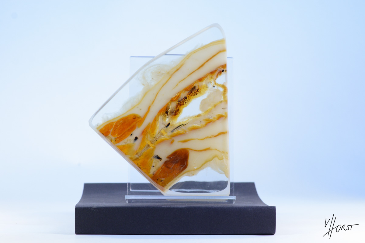 Cat thorax anatomy plastination?? - Plastination shop