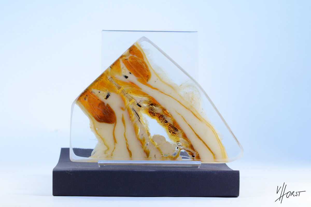 Cat thorax anatomy plastination?? - Plastination shop