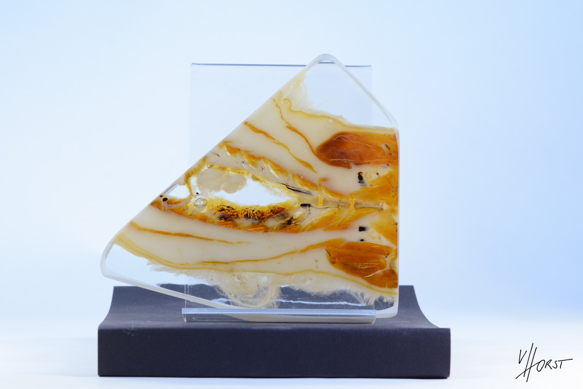 Cat thorax anatomy plastination?? - Plastination shop