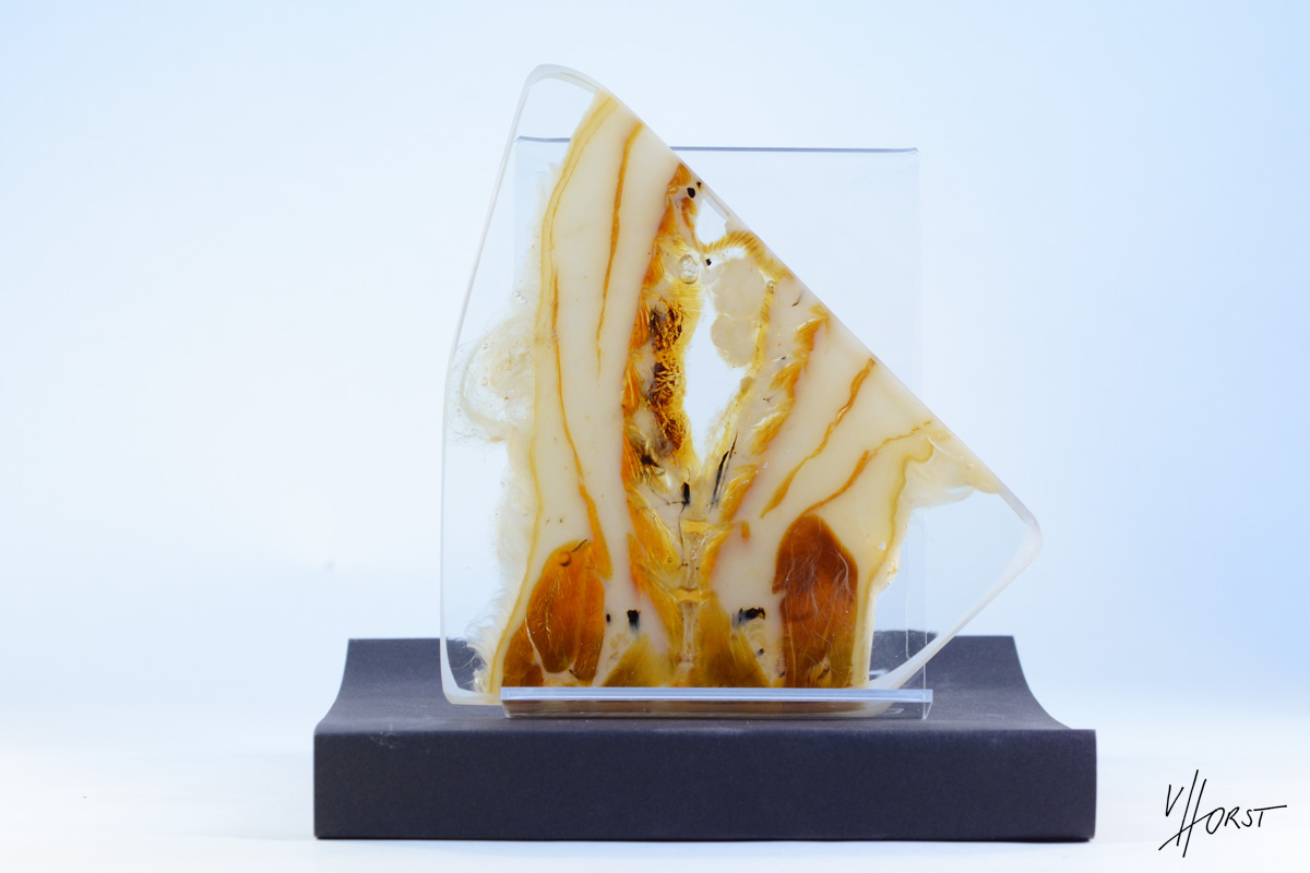 Cat thorax anatomy plastination?? - Plastination shop