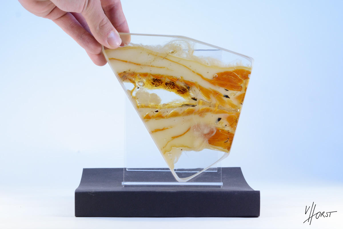 Cat thorax anatomy plastination?? - Plastination shop