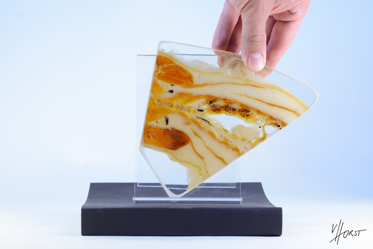 Cat thorax anatomy plastination?? - Plastination shop