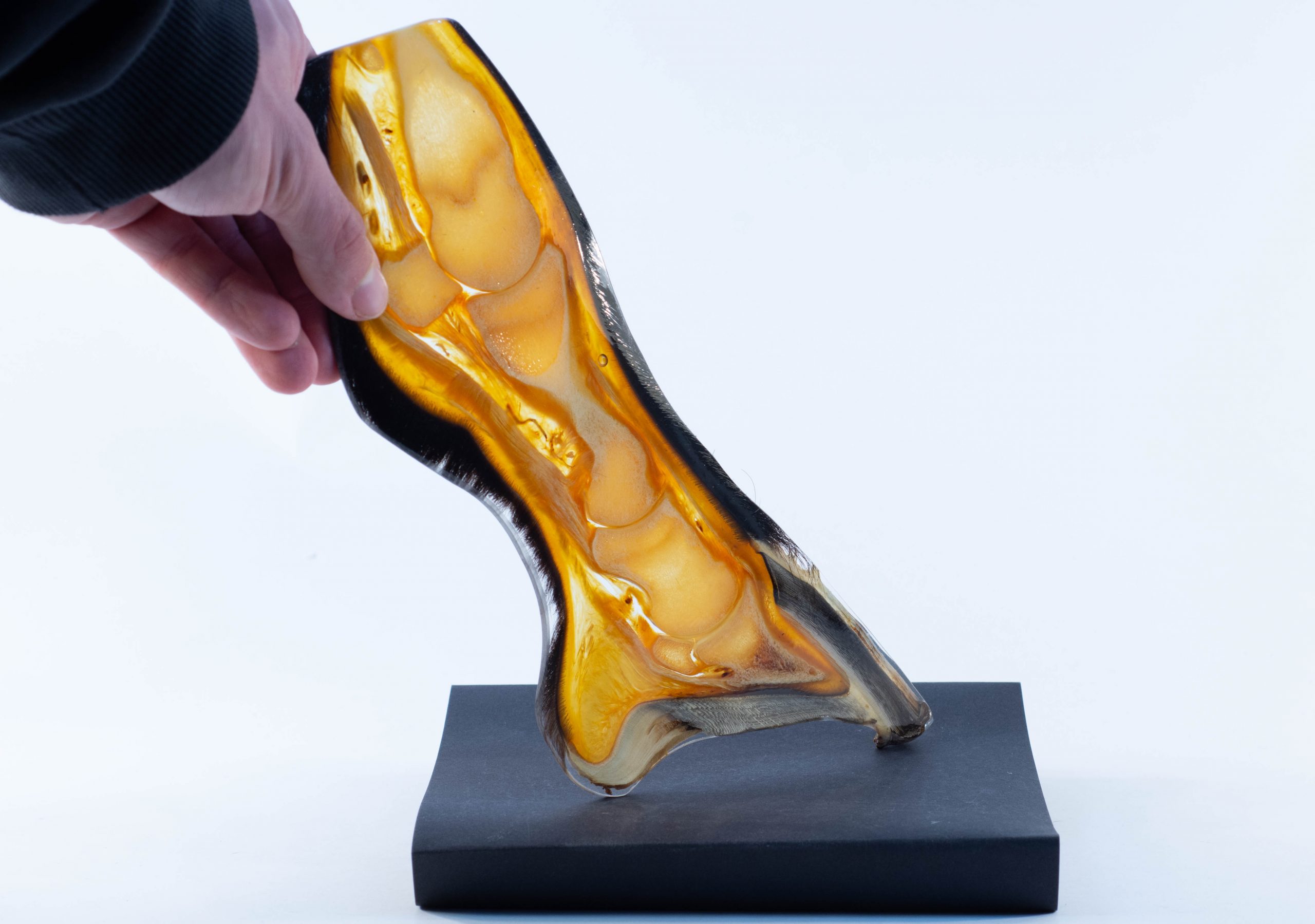 Equine hoof anatomical plastination - Plastination shop