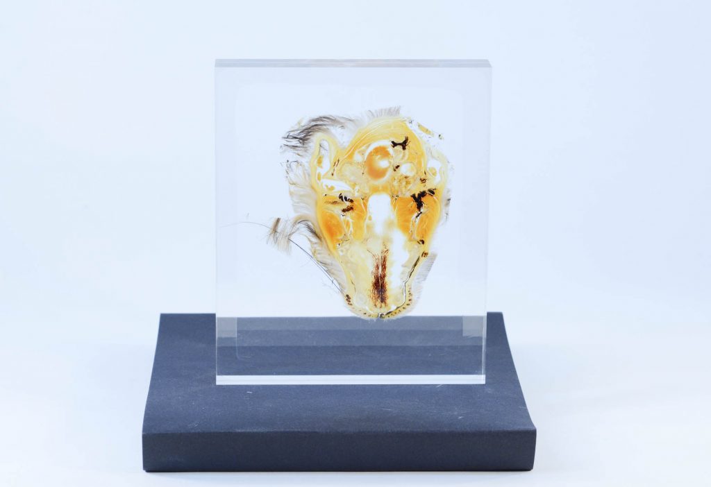 Cat head anatomical plastination - Plastination shop