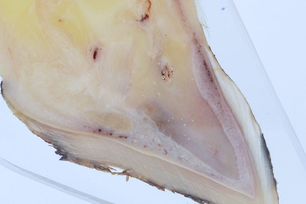 Bovine claw sectional anatomy - Plastination shop