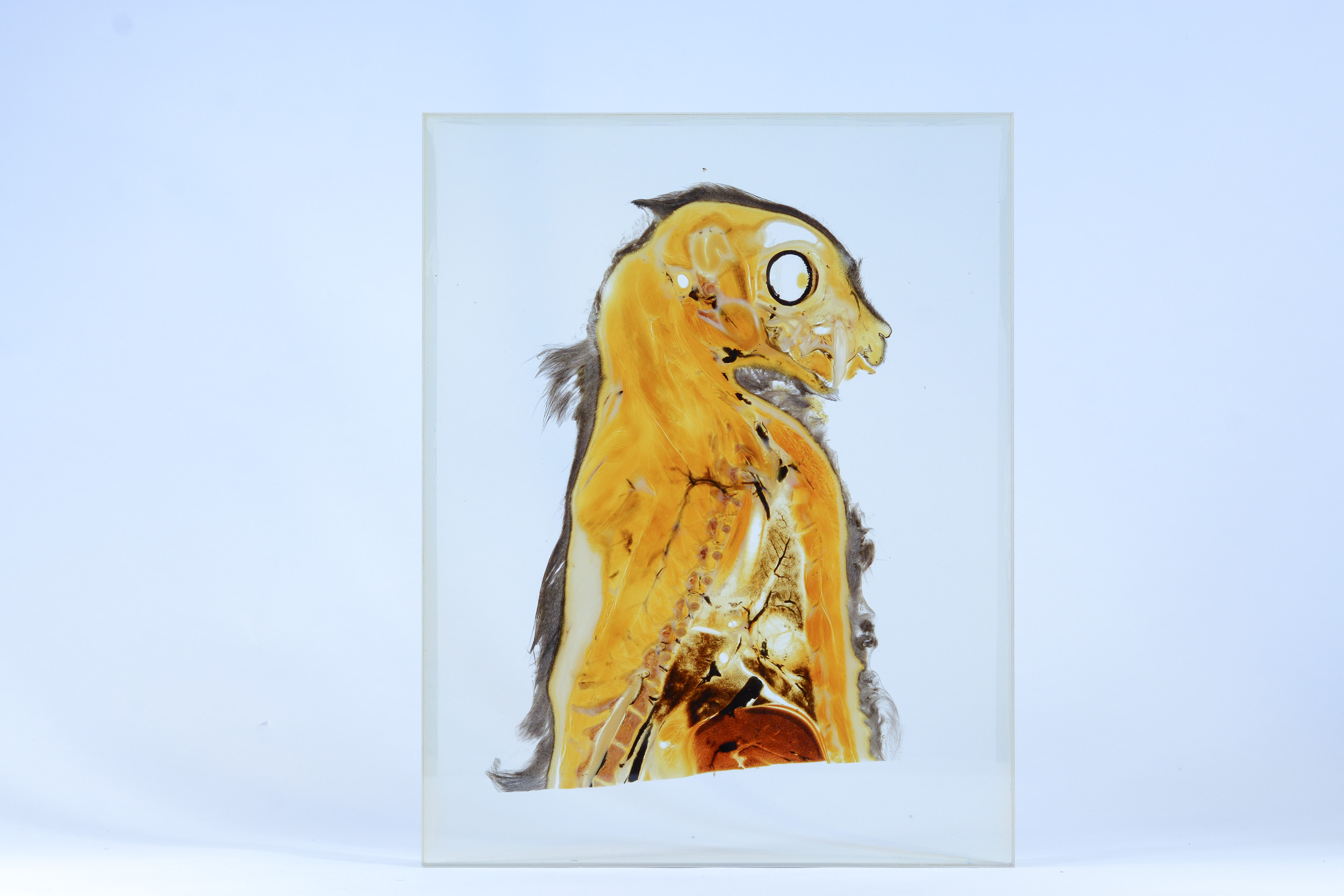 Cat anatomy sheet plastinate - Plastination shop