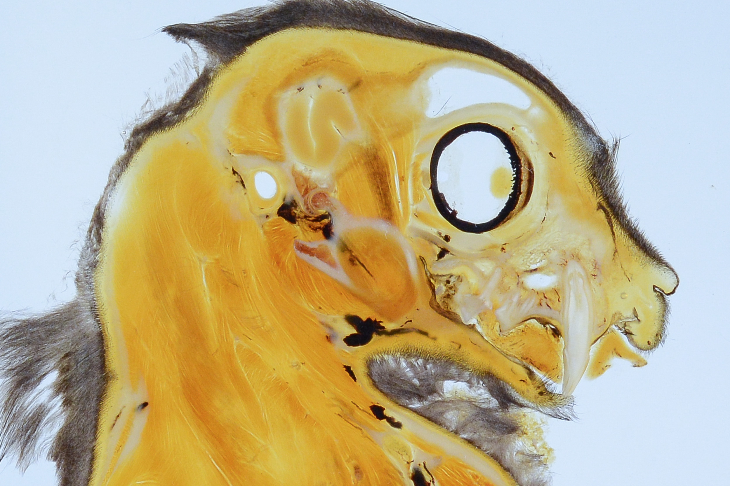 Cat anatomy sheet plastinate - Plastination shop