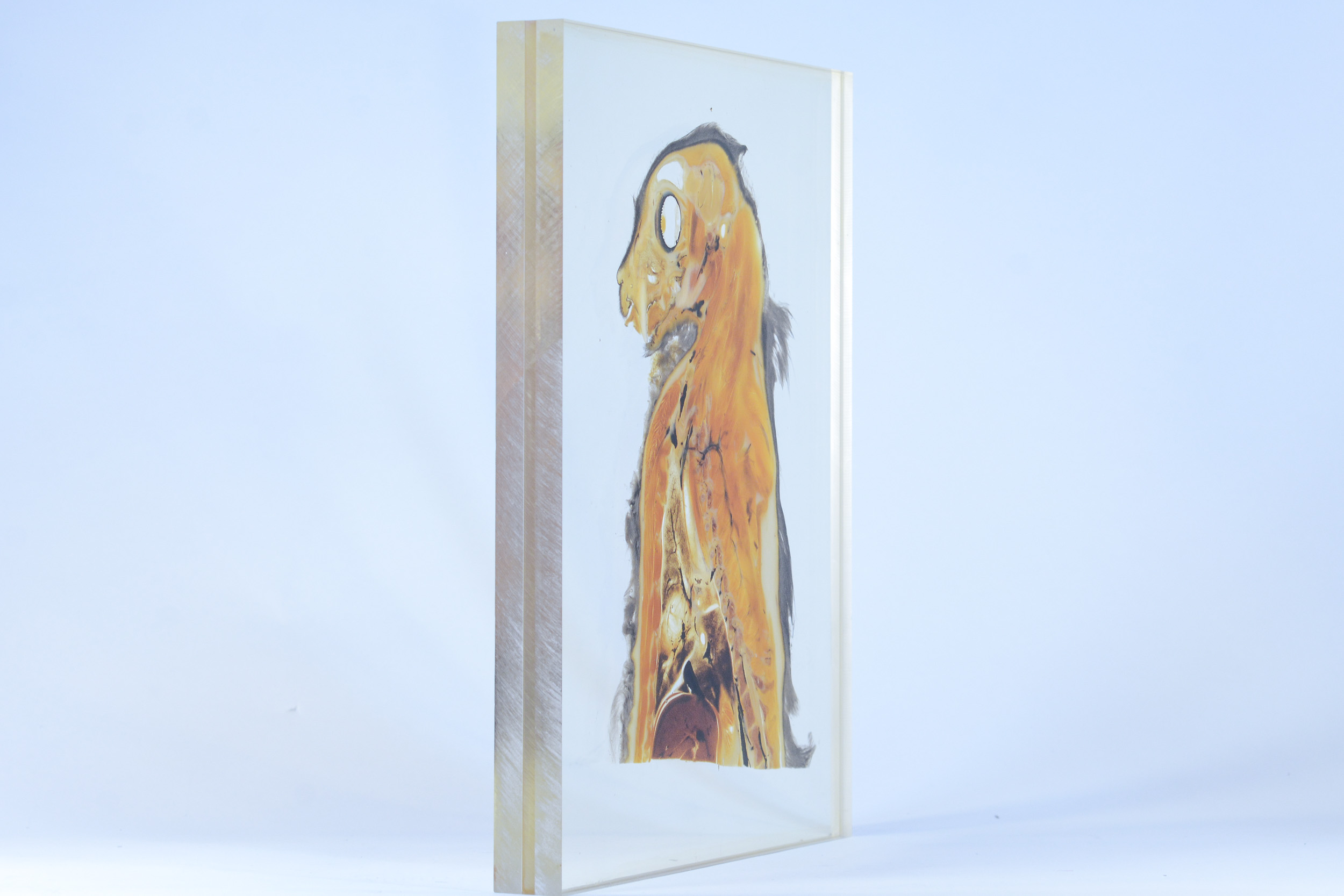 Cat anatomy sheet plastinate - Plastination shop