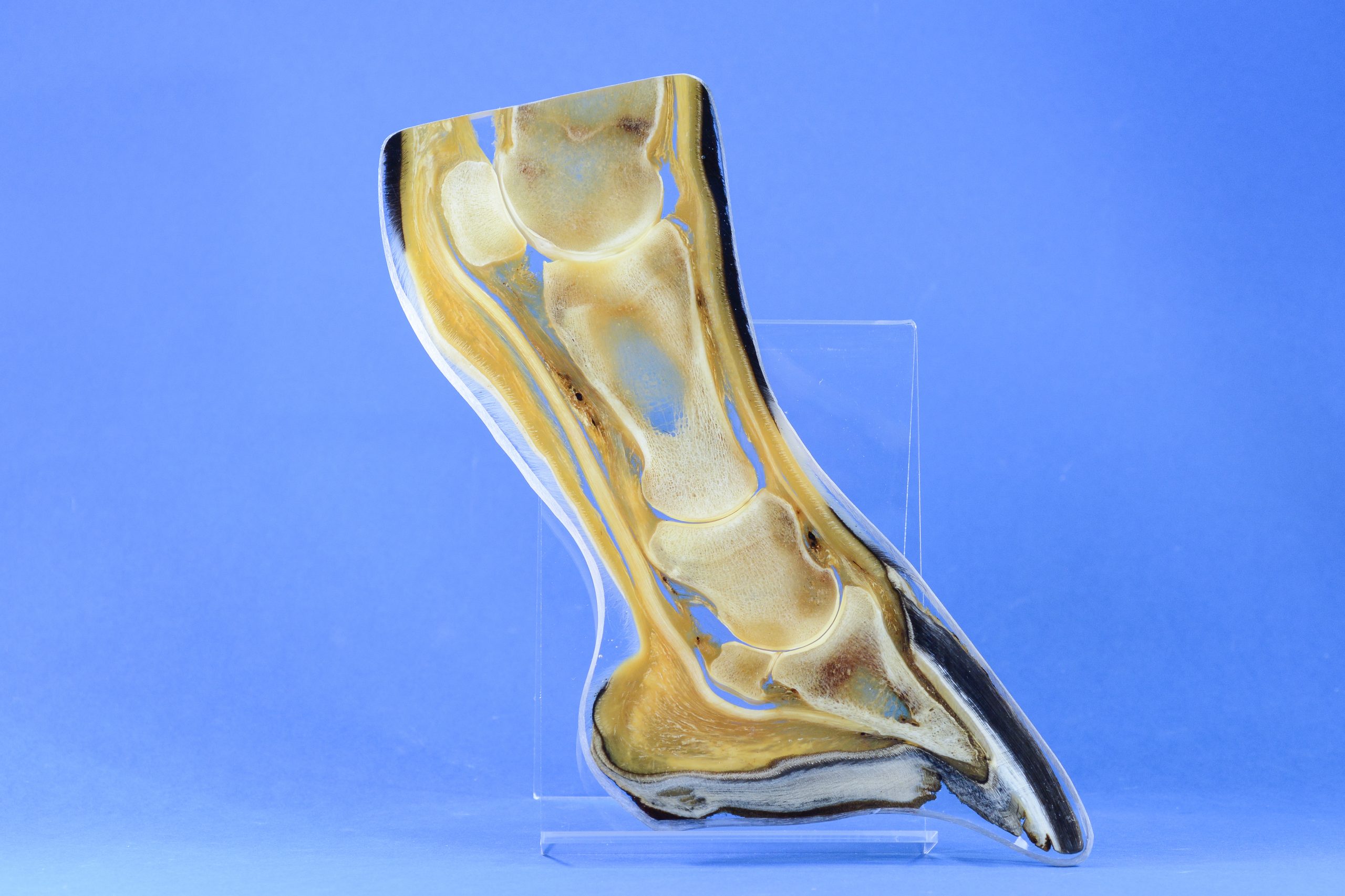 Horse foot sheet plastination - Plastination shop