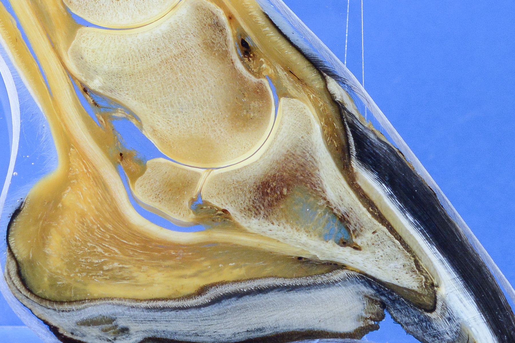 Horse foot sheet plastination - Plastination shop