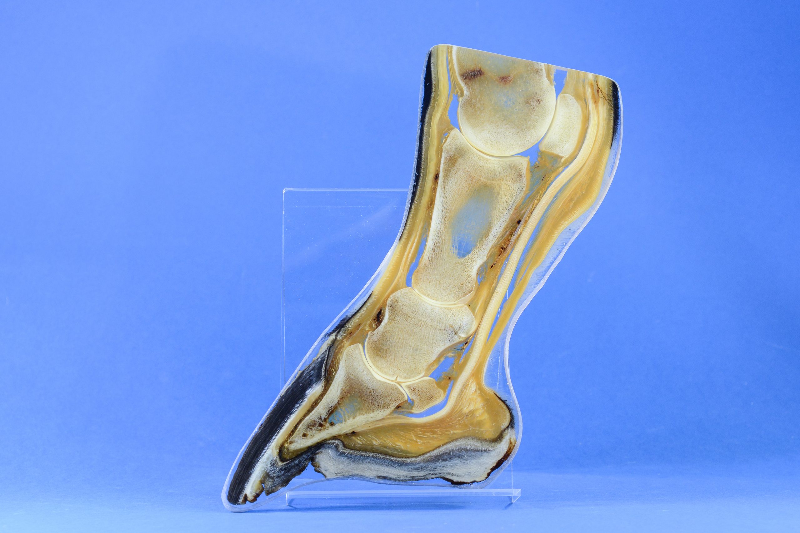 Horse foot sheet plastination - Plastination shop