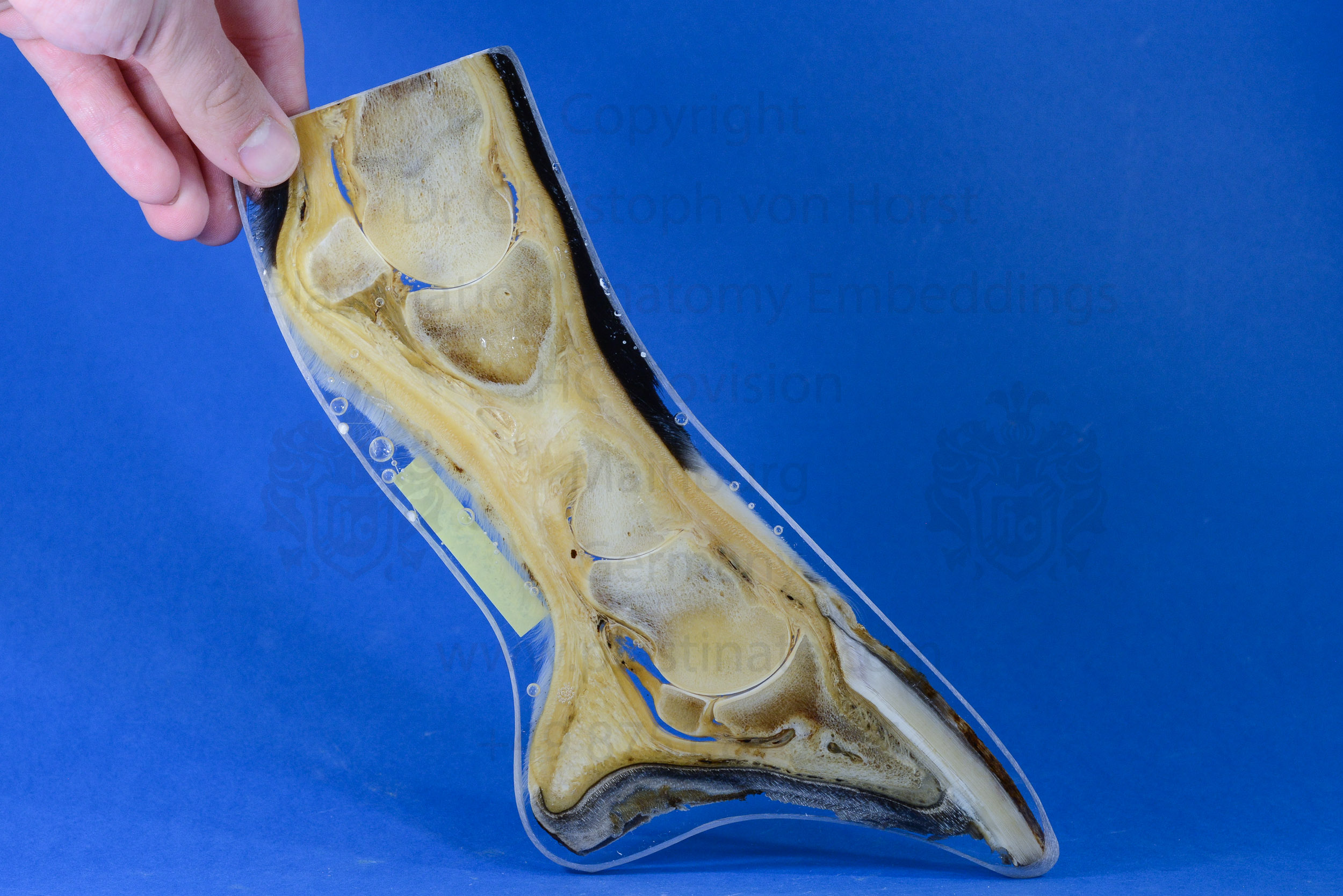 Horse foot sheet plastination - Plastination shop