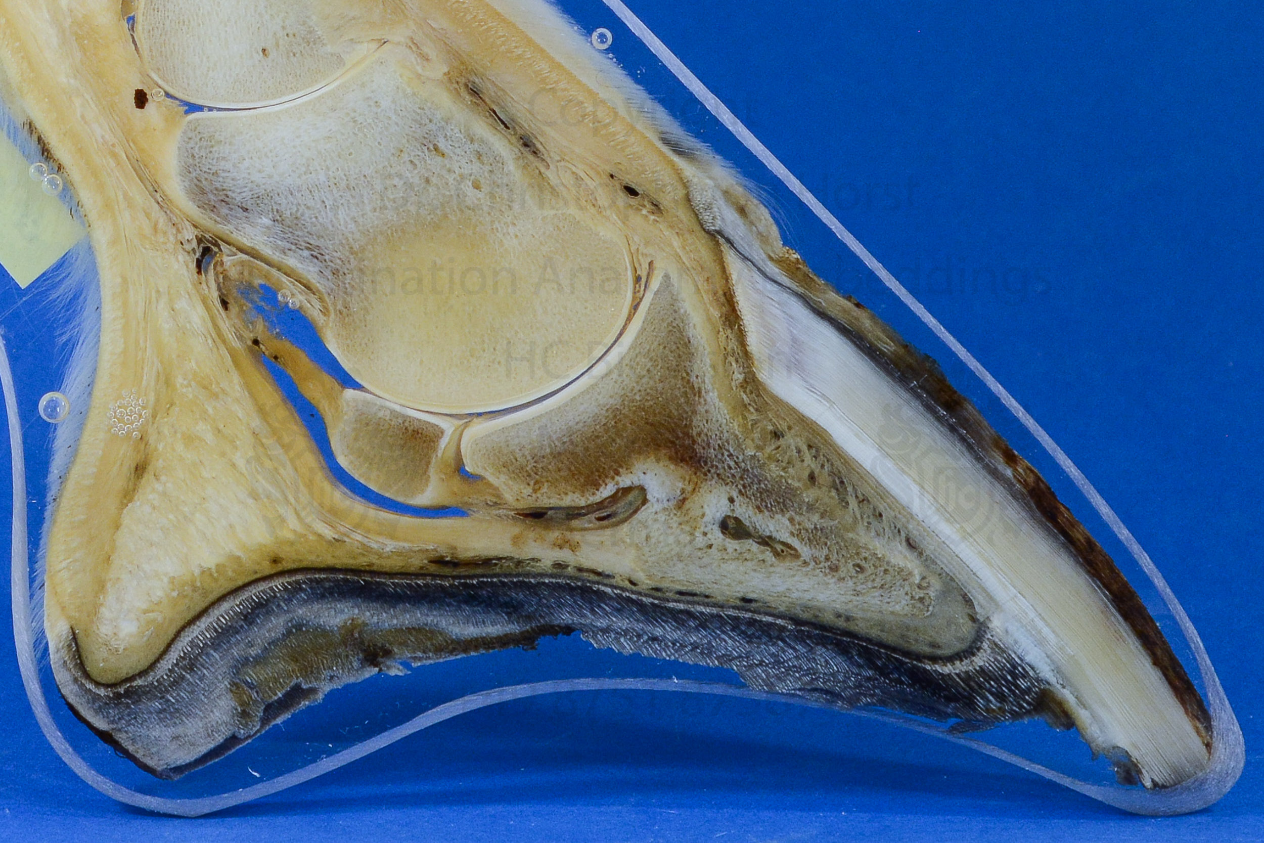 Horse foot sheet plastination - Plastination shop