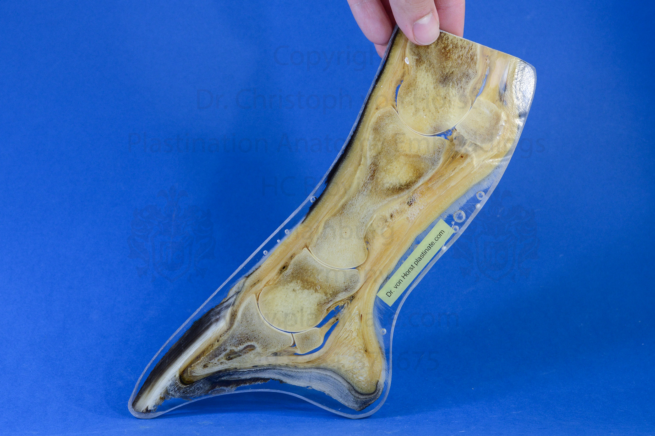 Horse foot sheet plastination - Plastination shop