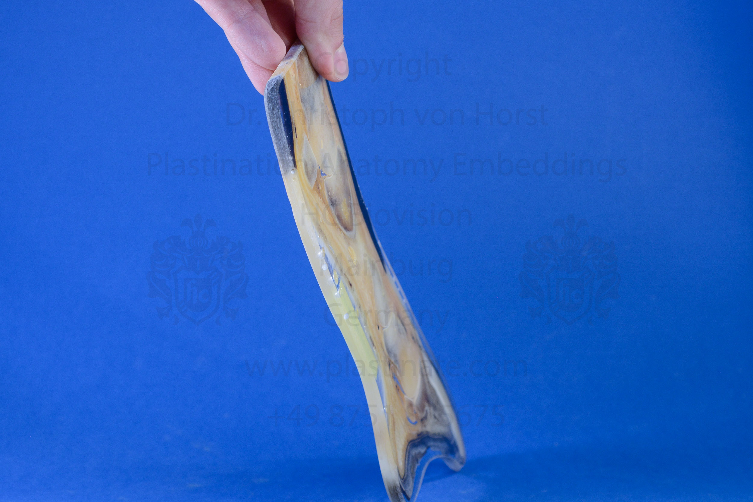 Horse foot sheet plastination - Plastination shop