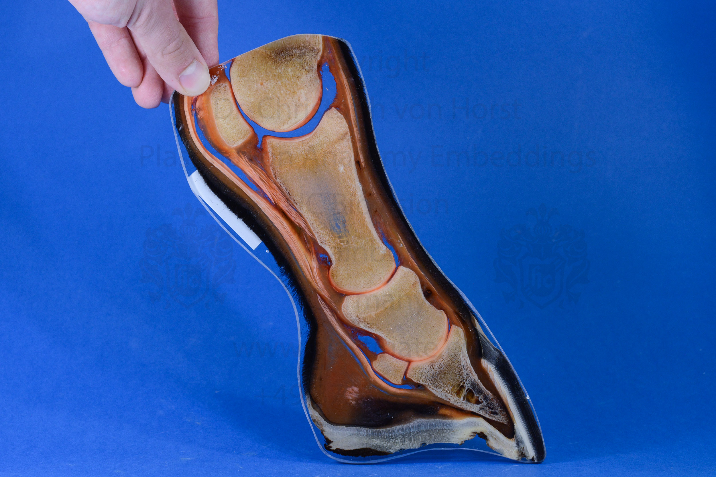 Horse foot sheet plastination - Plastination shop