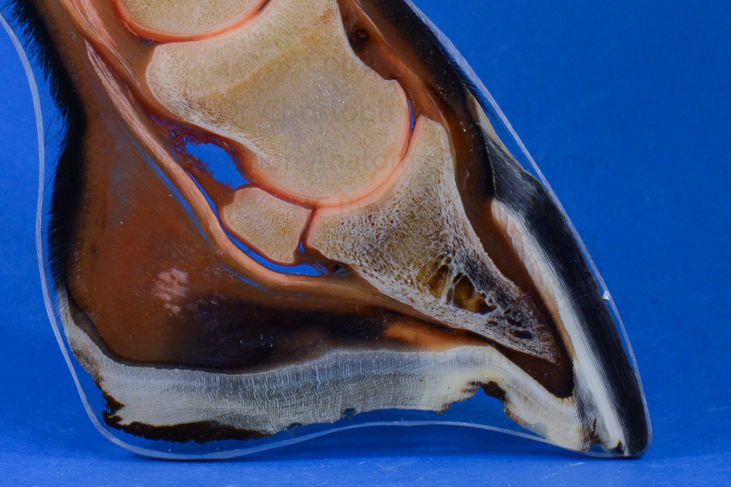 Horse foot sheet plastination - Plastination shop