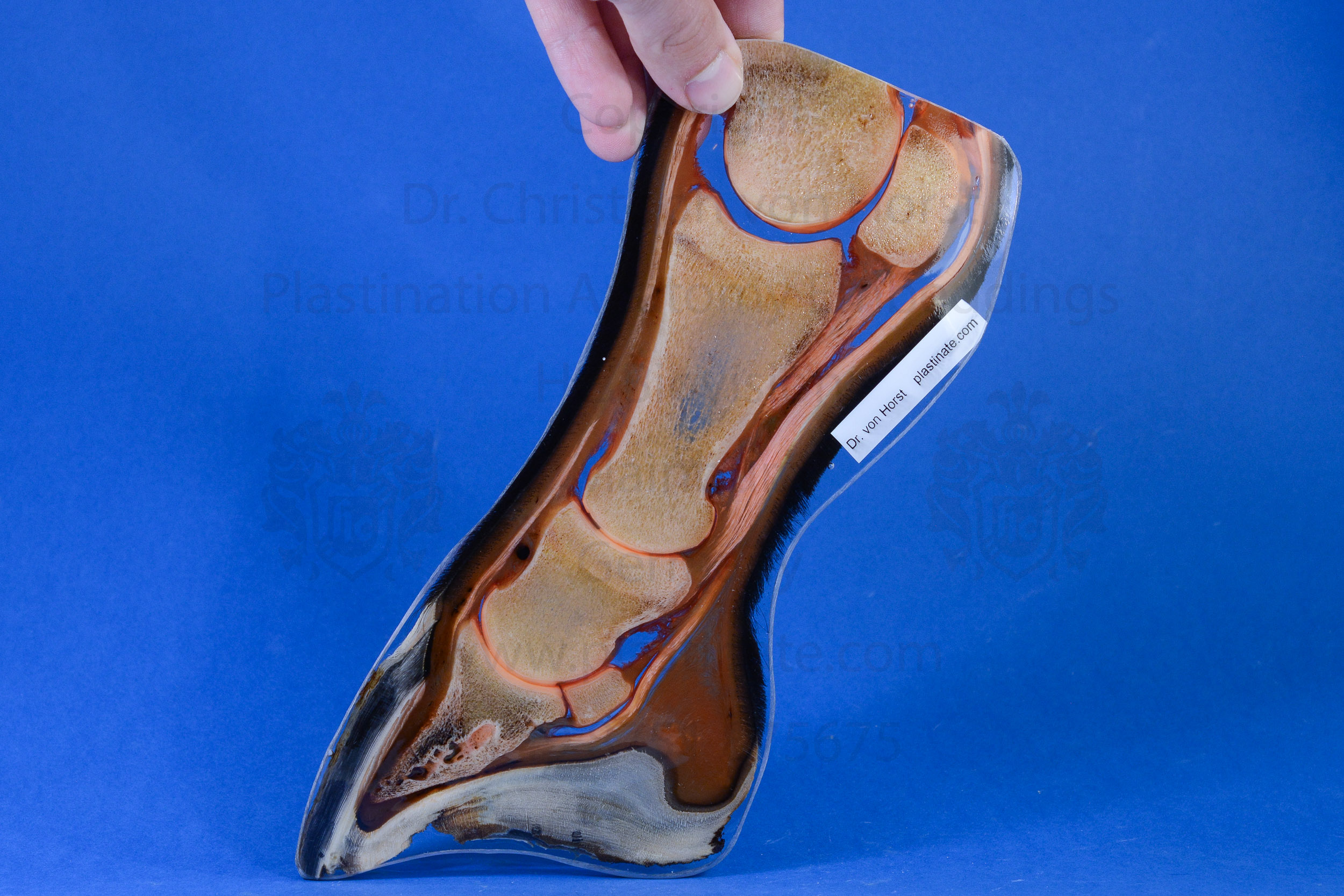 Horse foot sheet plastination - Plastination shop