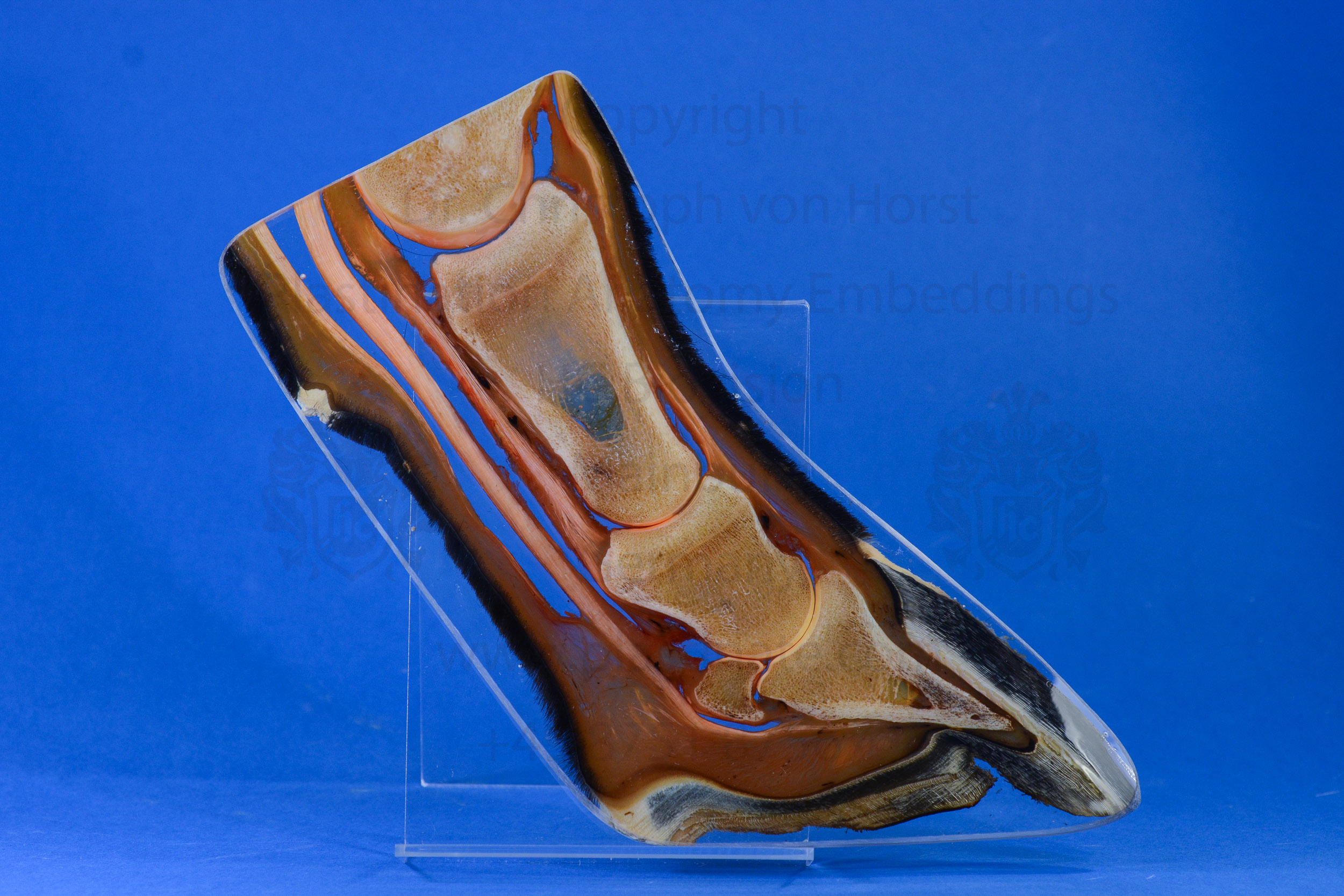 Horse foot sheet plastination - Plastination shop