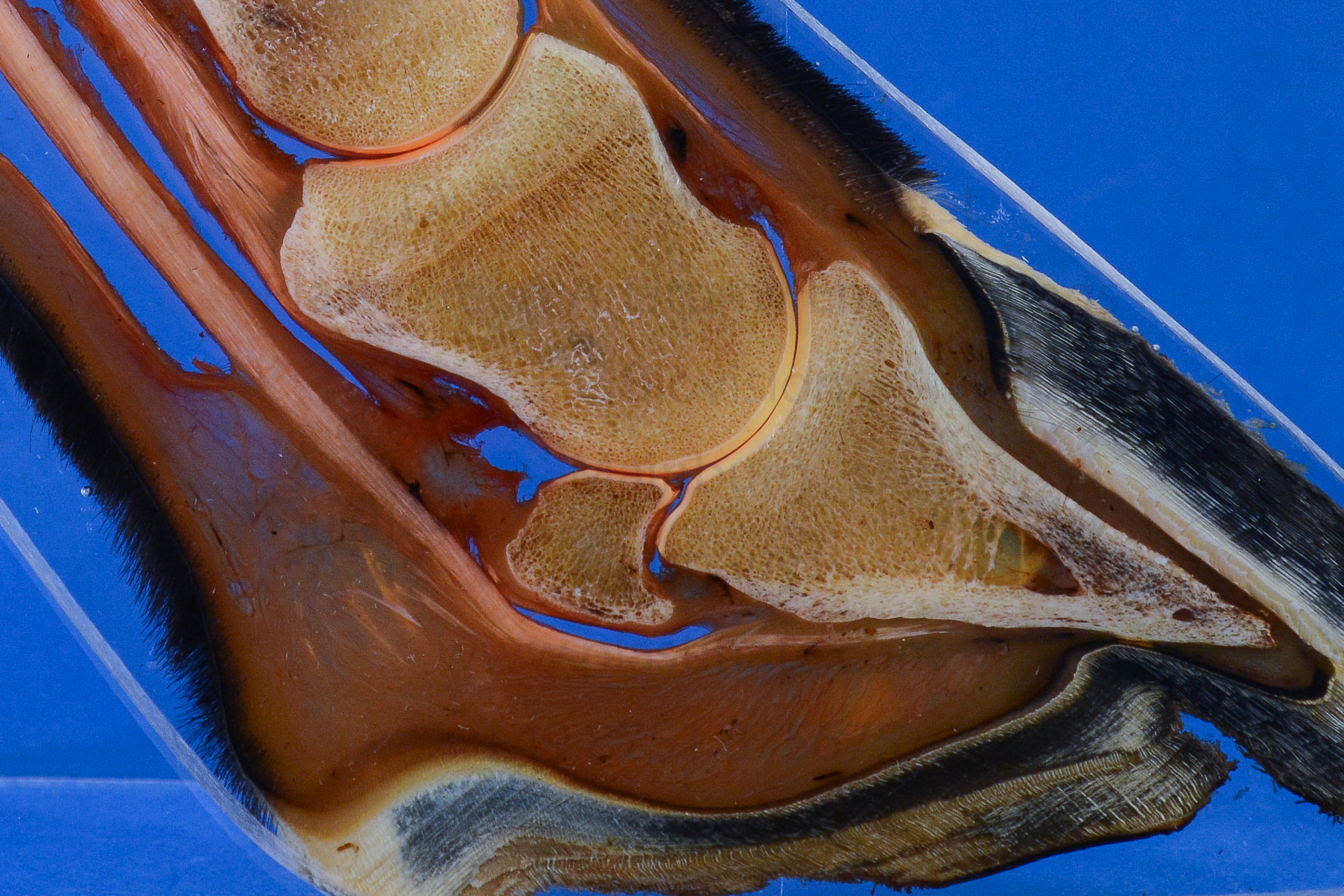 Horse foot sheet plastination - Plastination shop