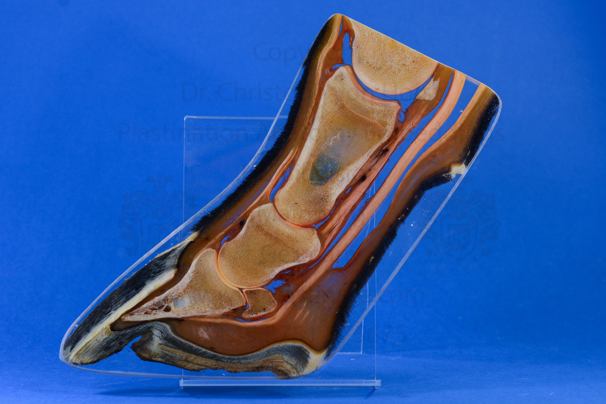 Horse foot sheet plastination - Plastination shop