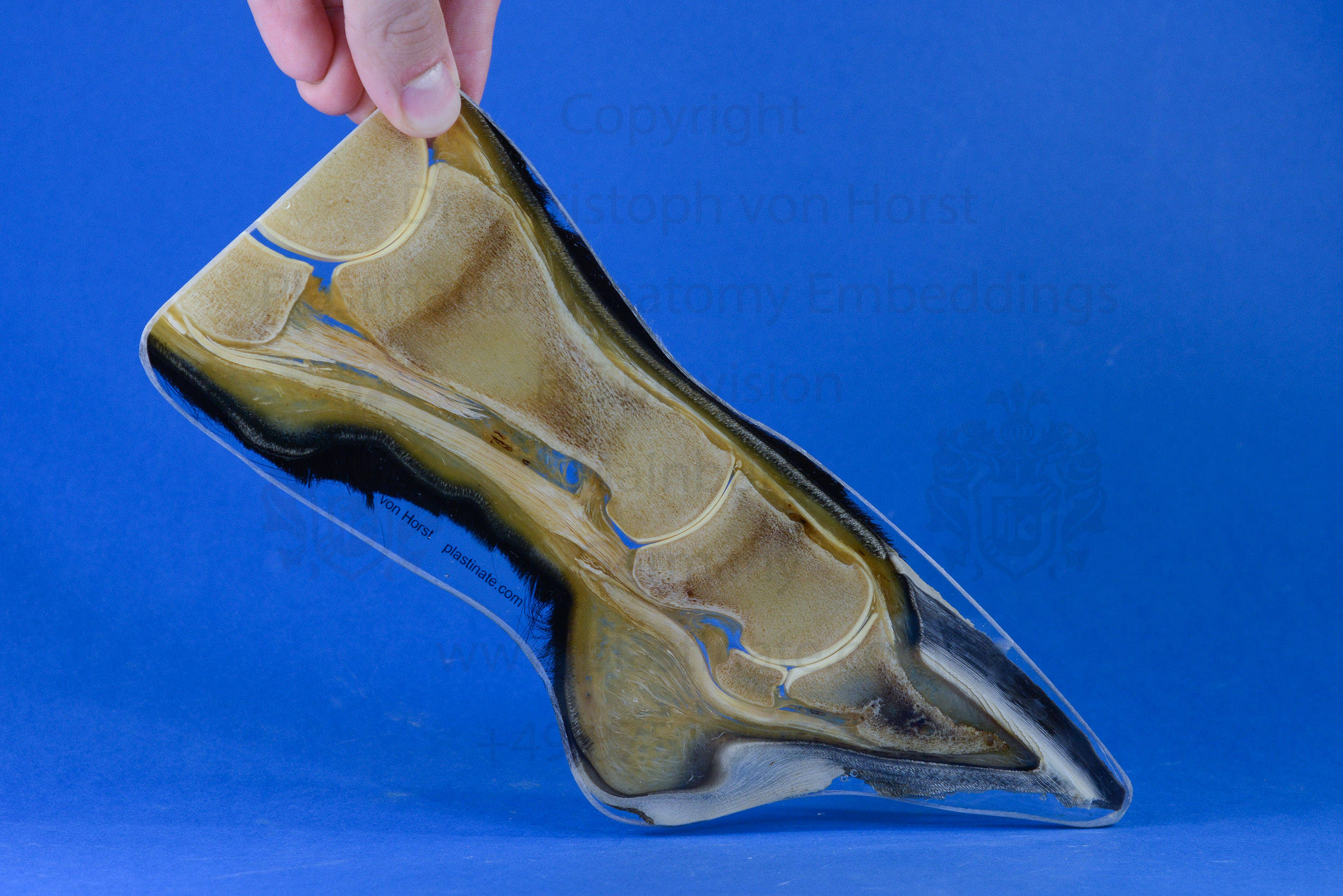 Horse foot sheet plastination - Plastination shop