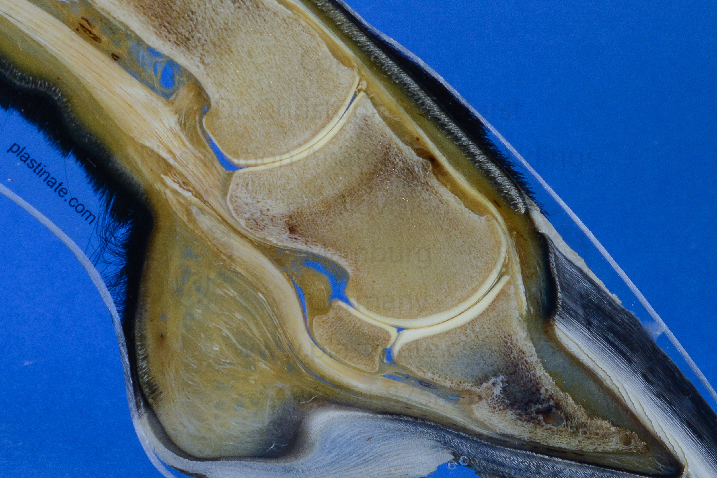 Horse foot sheet plastination - Plastination shop