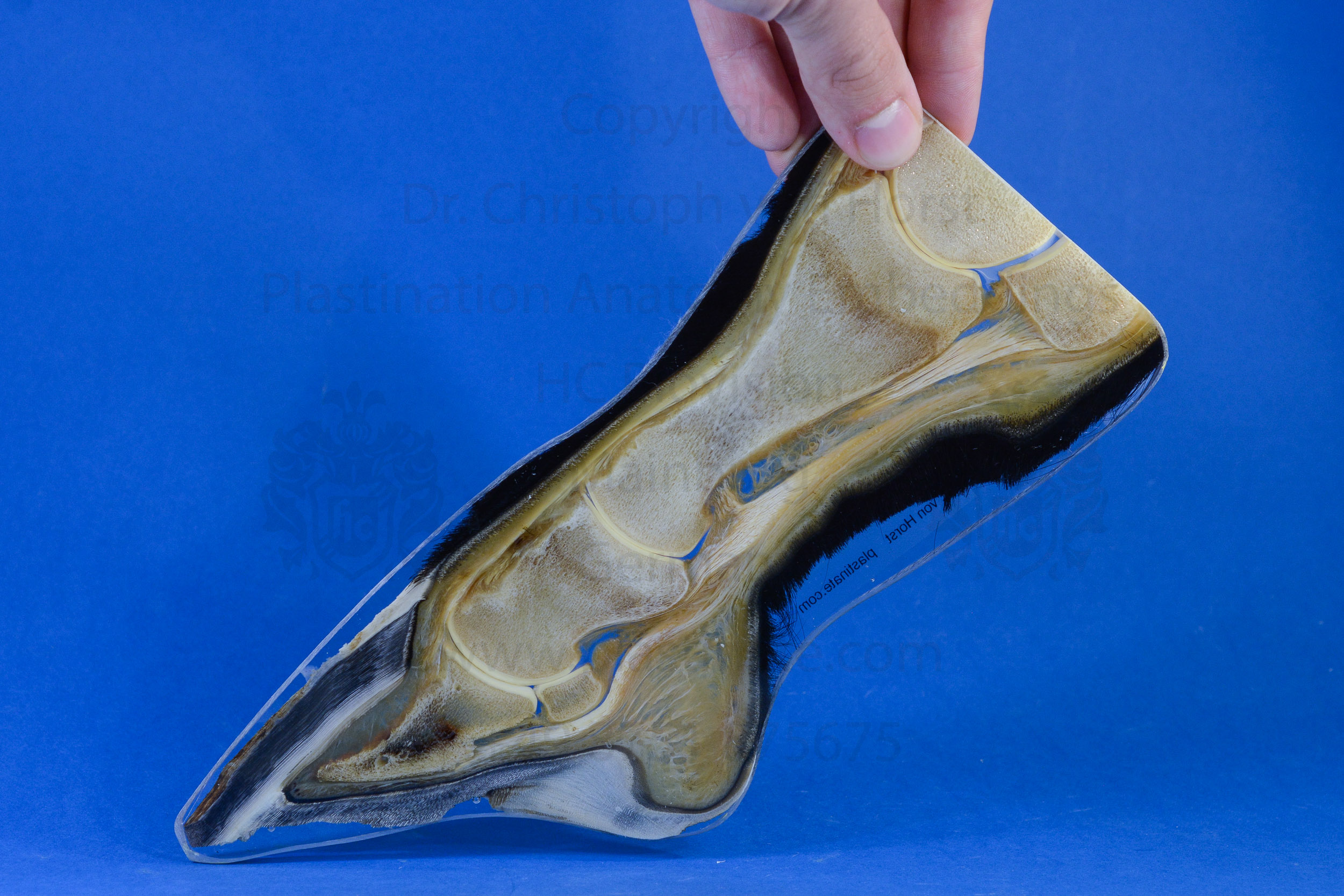 Horse foot sheet plastination - Plastination shop