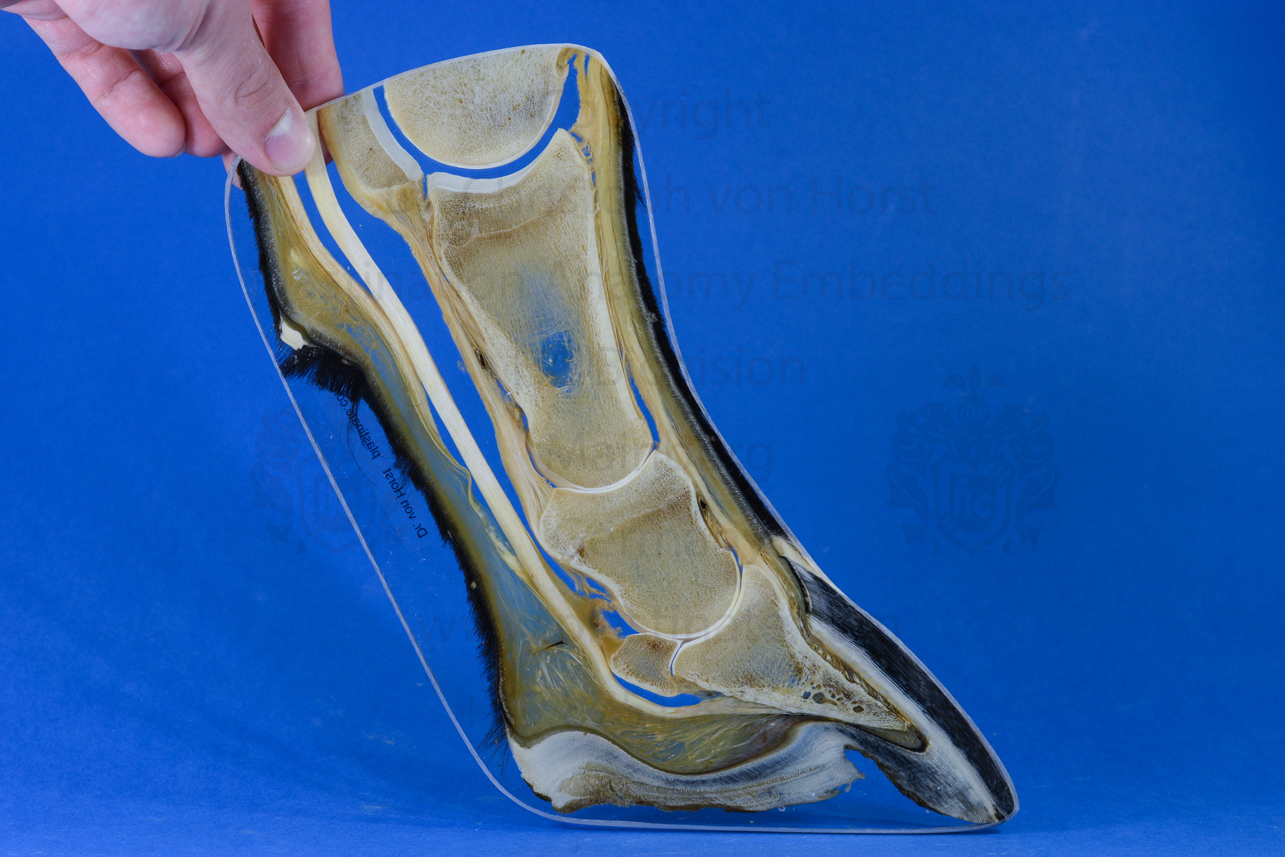 Horse foot sheet plastination - Plastination shop