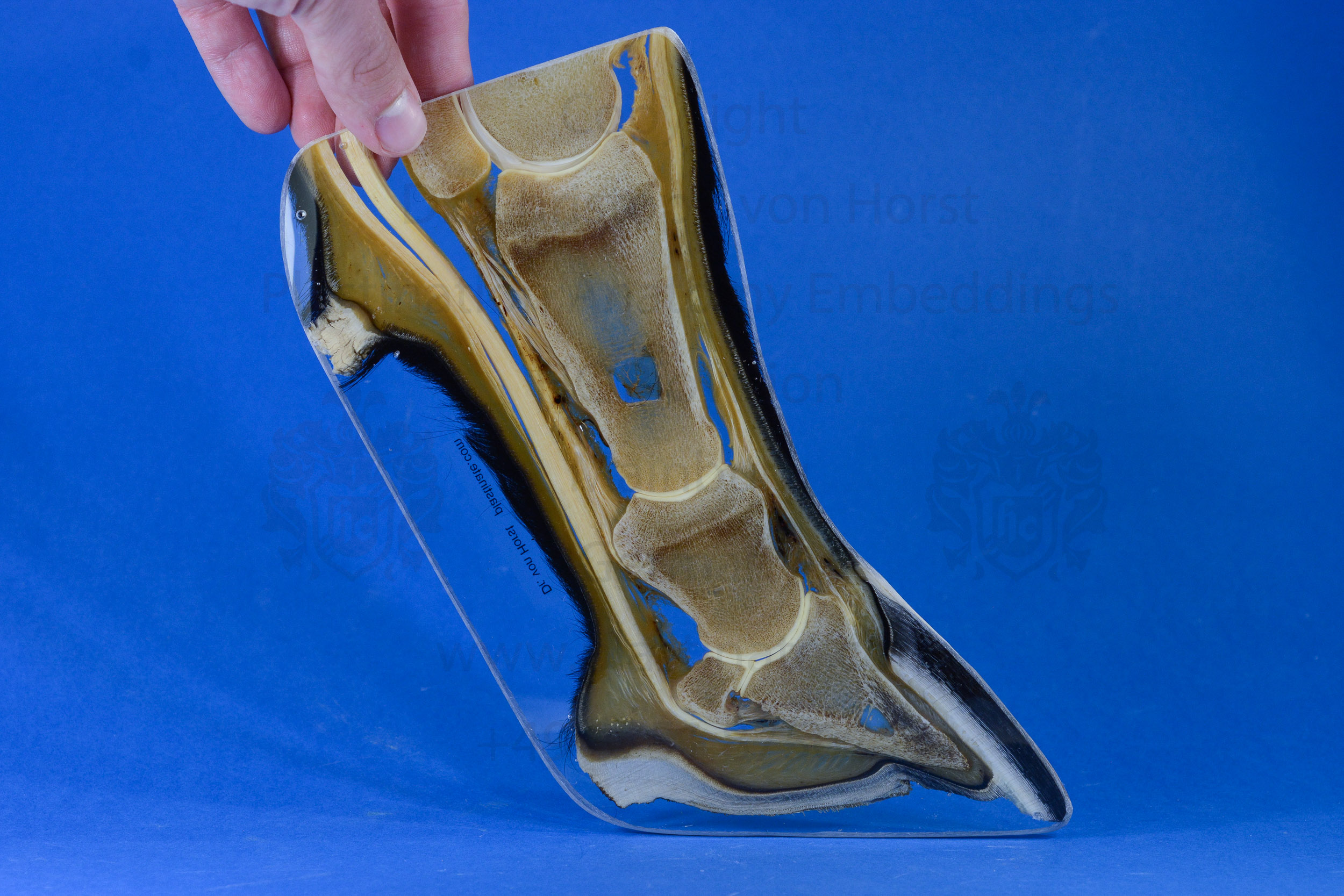Horse foot sheet plastination - Plastination shop