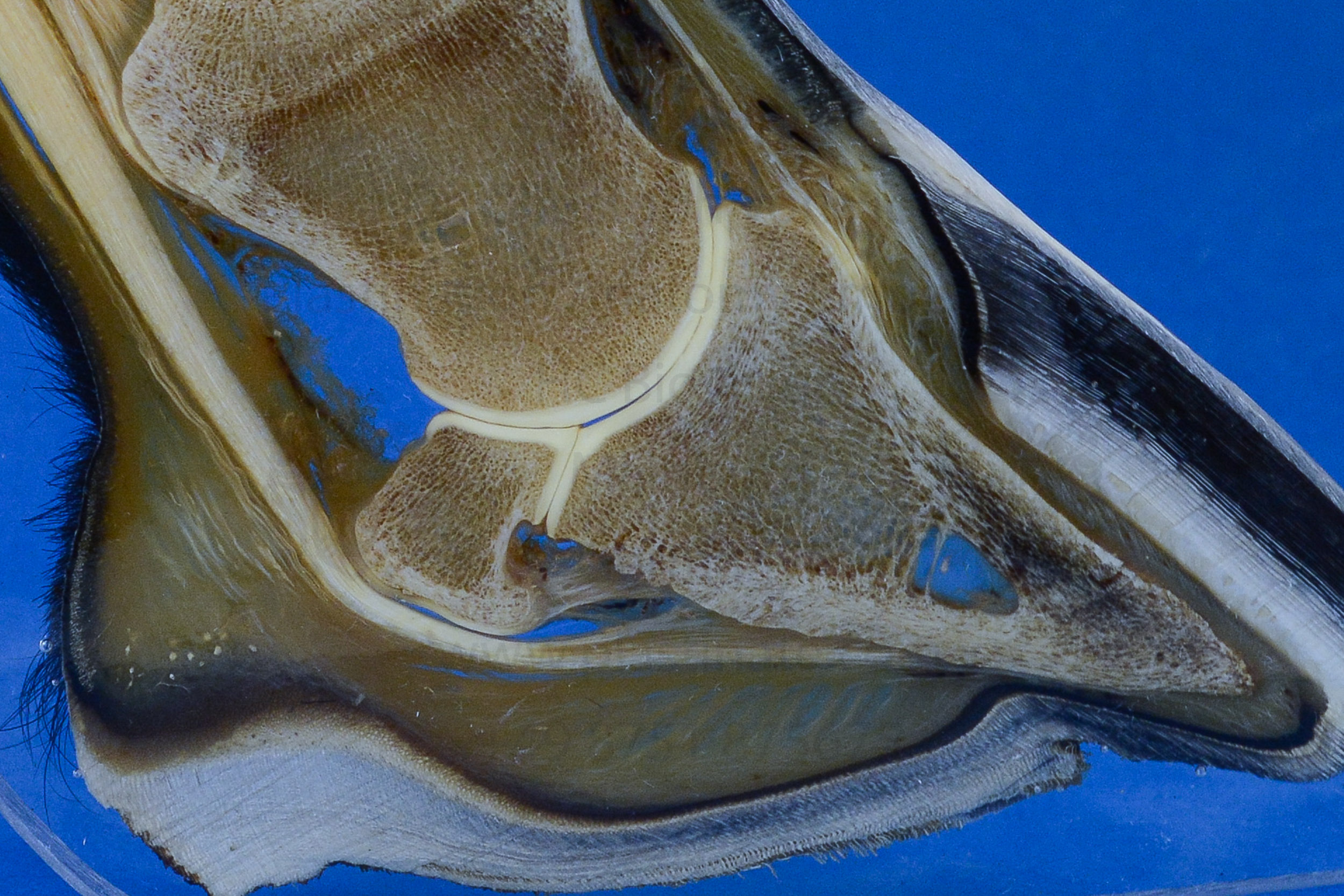 Horse foot sheet plastination - Plastination shop