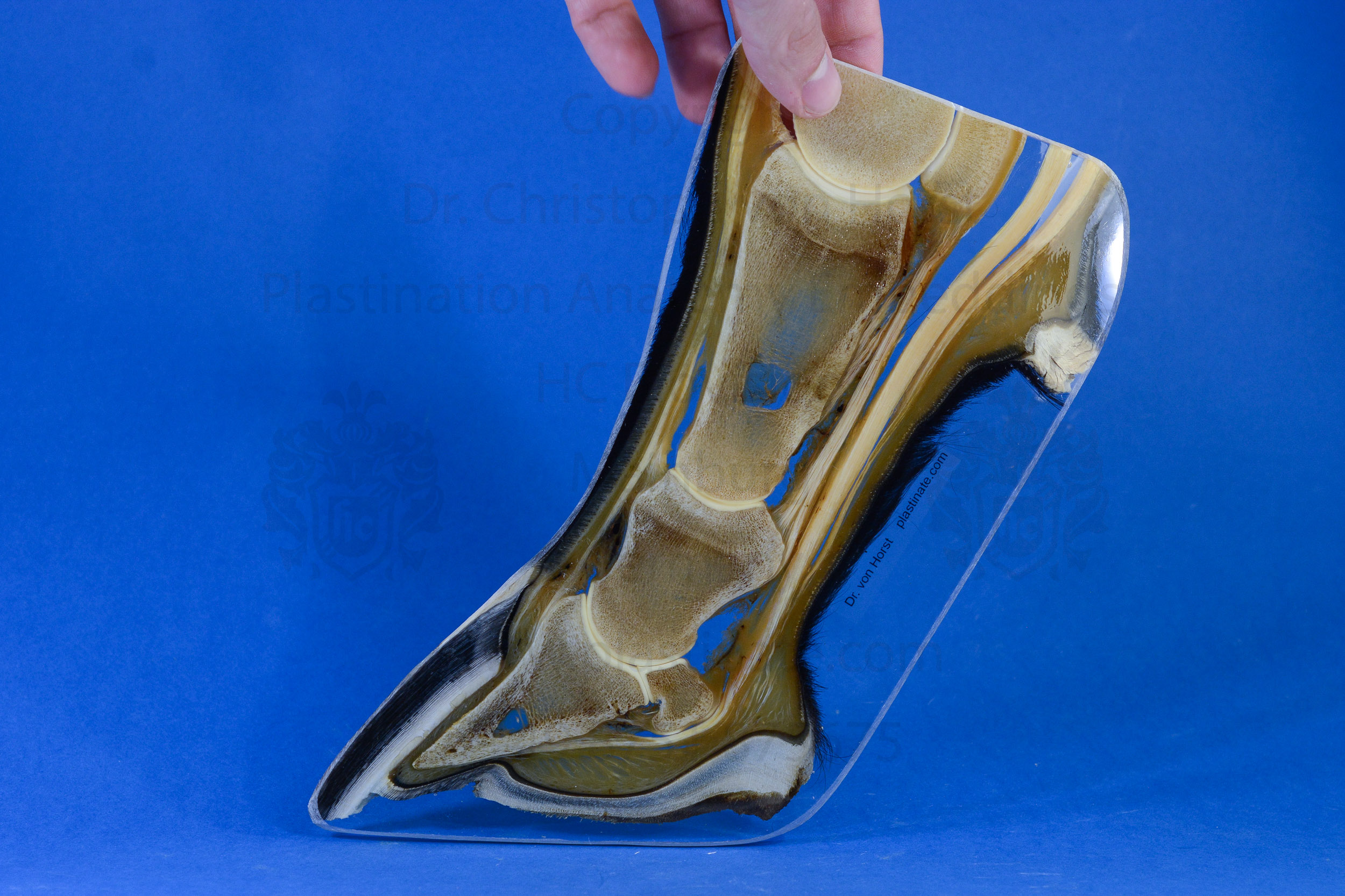 Horse foot sheet plastination - Plastination shop
