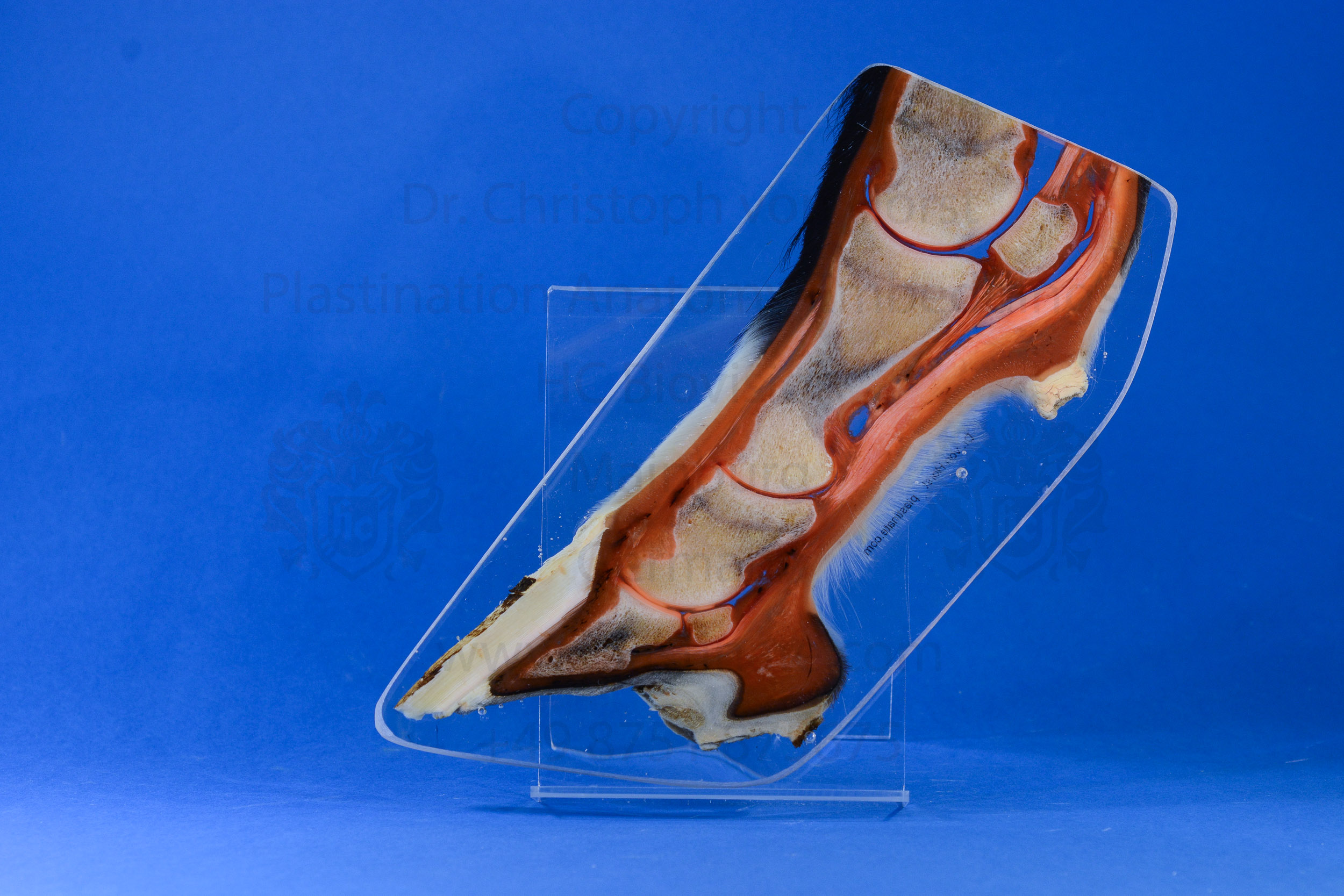 Horse foot sheet plastination - Plastination shop
