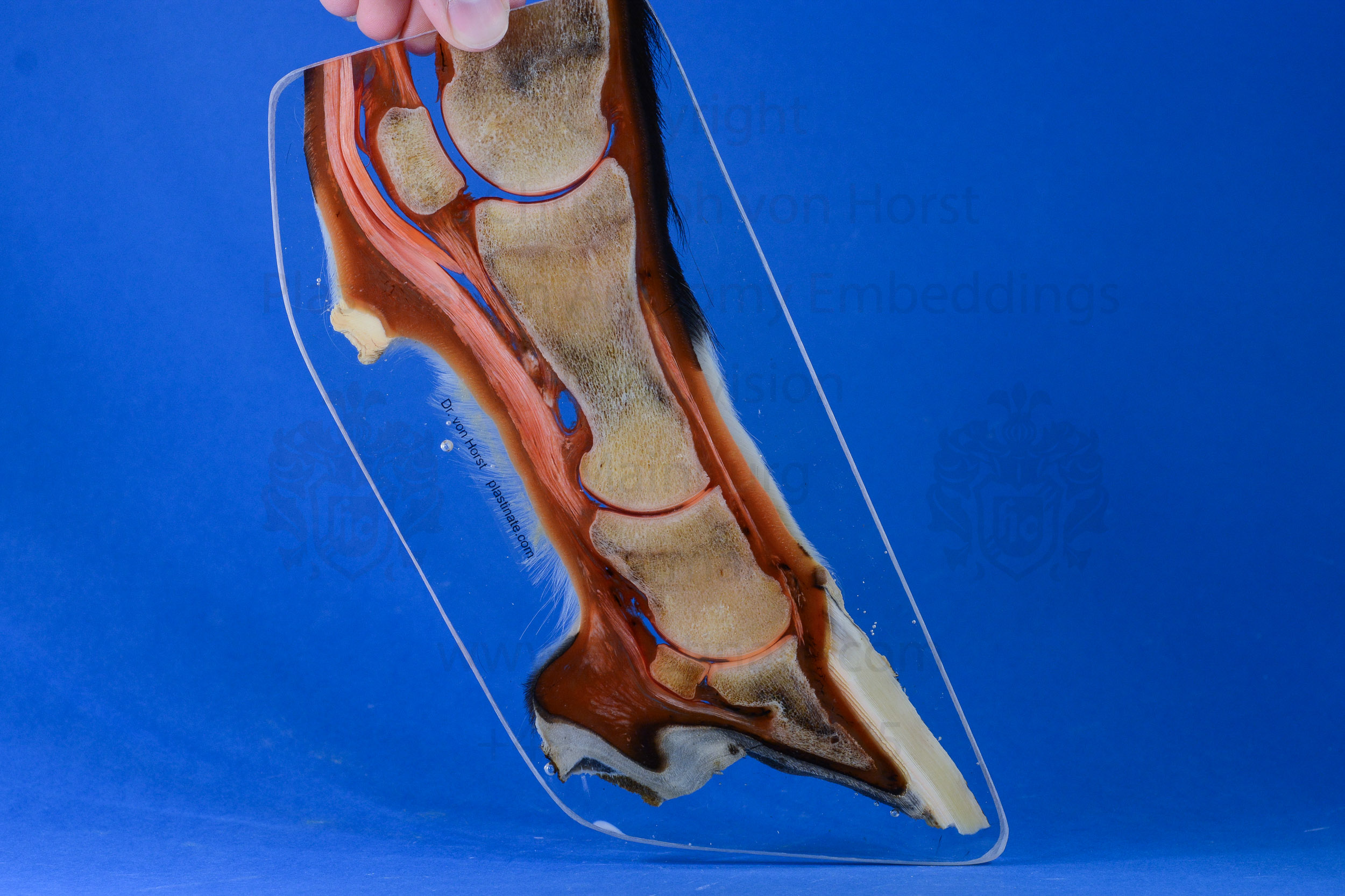 Horse foot sheet plastination - Plastination shop