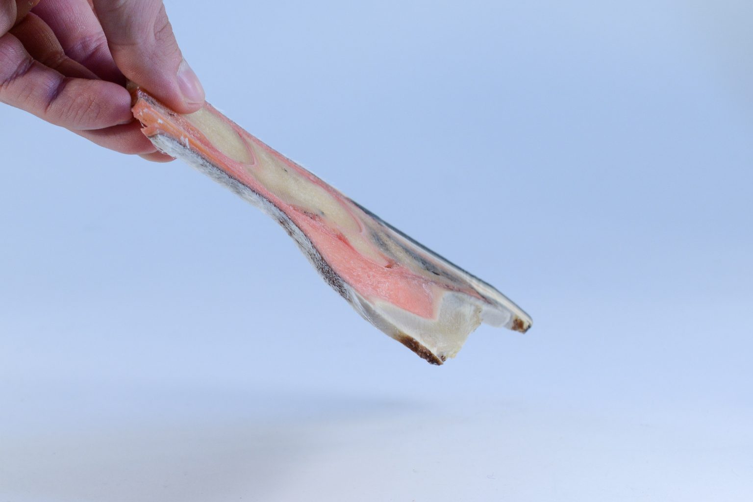 Equine foot sectional anatomy - Plastination Anatomy Embedding