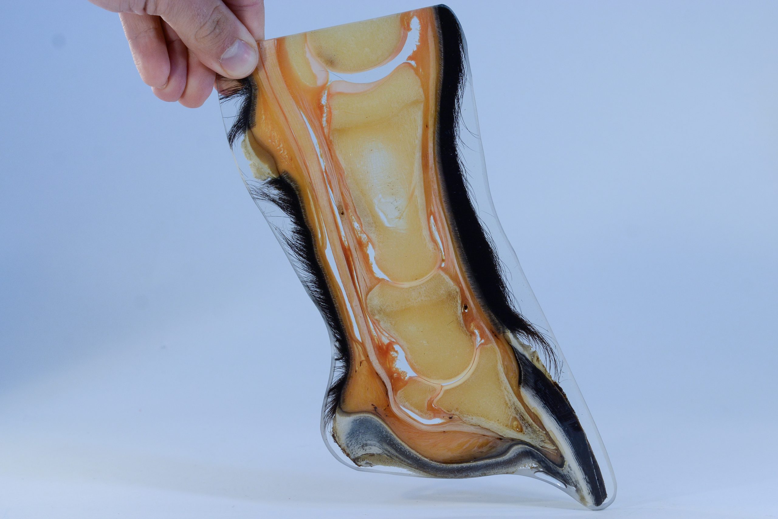 Horse foot sheet plastination - Plastination shop