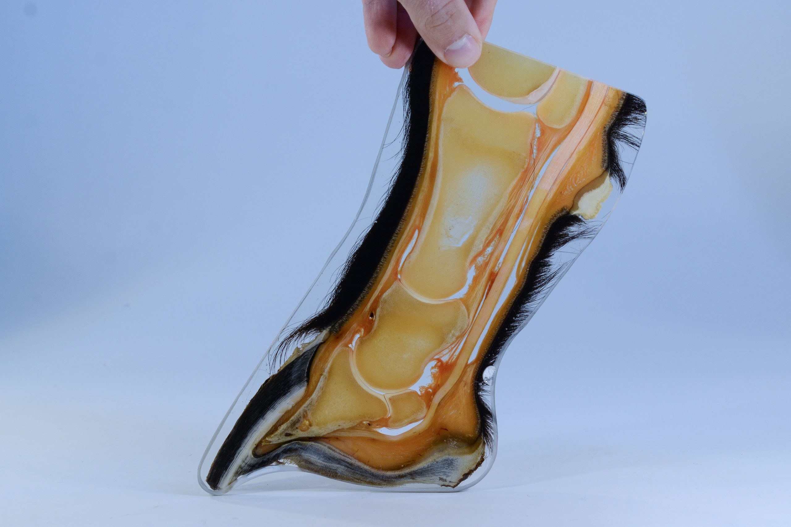 Horse foot sheet plastination - Plastination shop